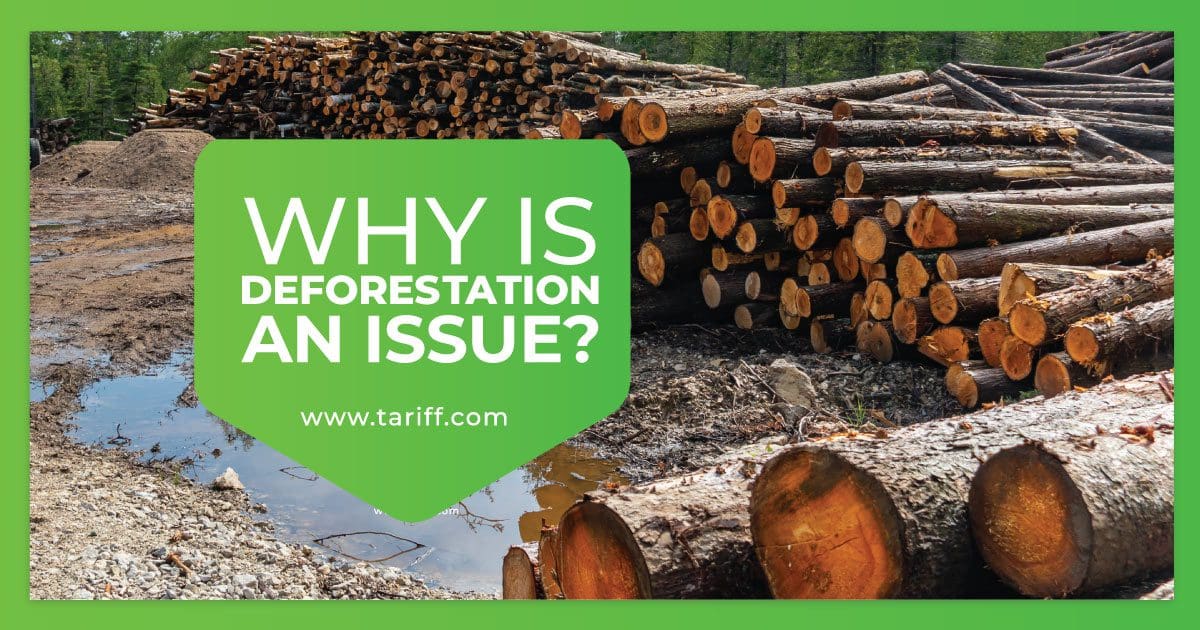 Why Is Deforestation An Issue to the Planet?