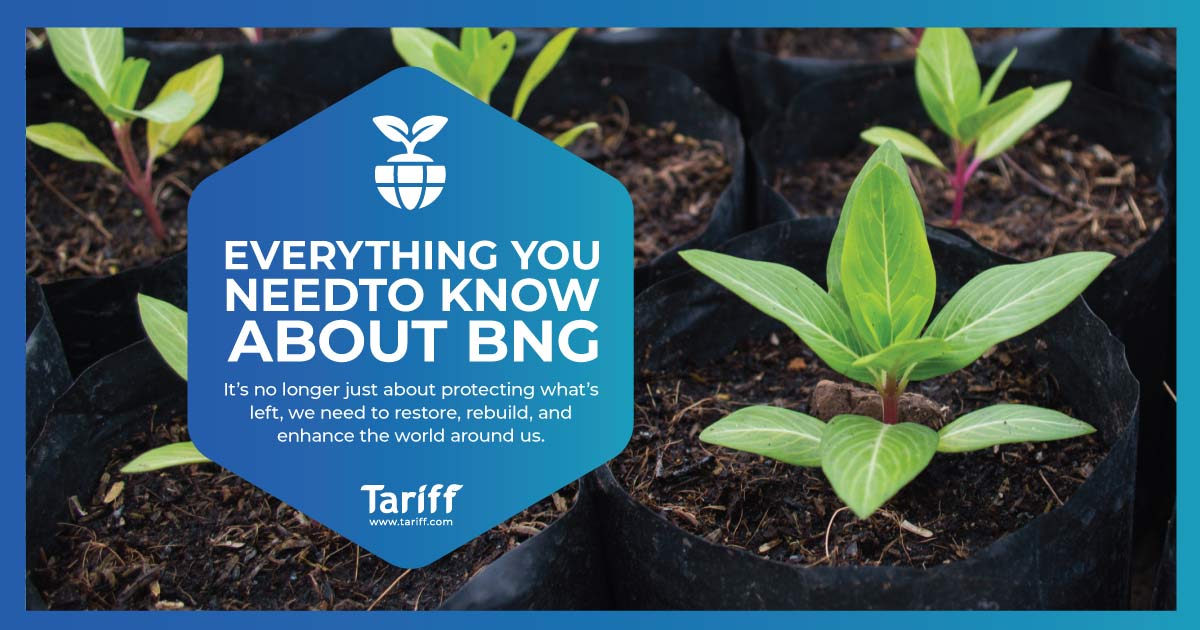 Everything You Need to Know About BNG